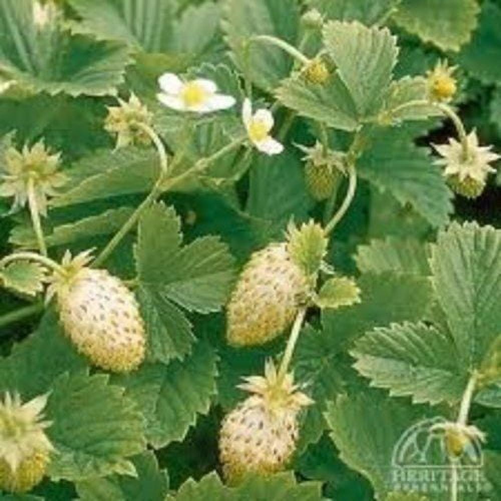 Yellow Wonder Alpine Strawberry Heirloom Vegetable, 40 Seeds for Garden ...
