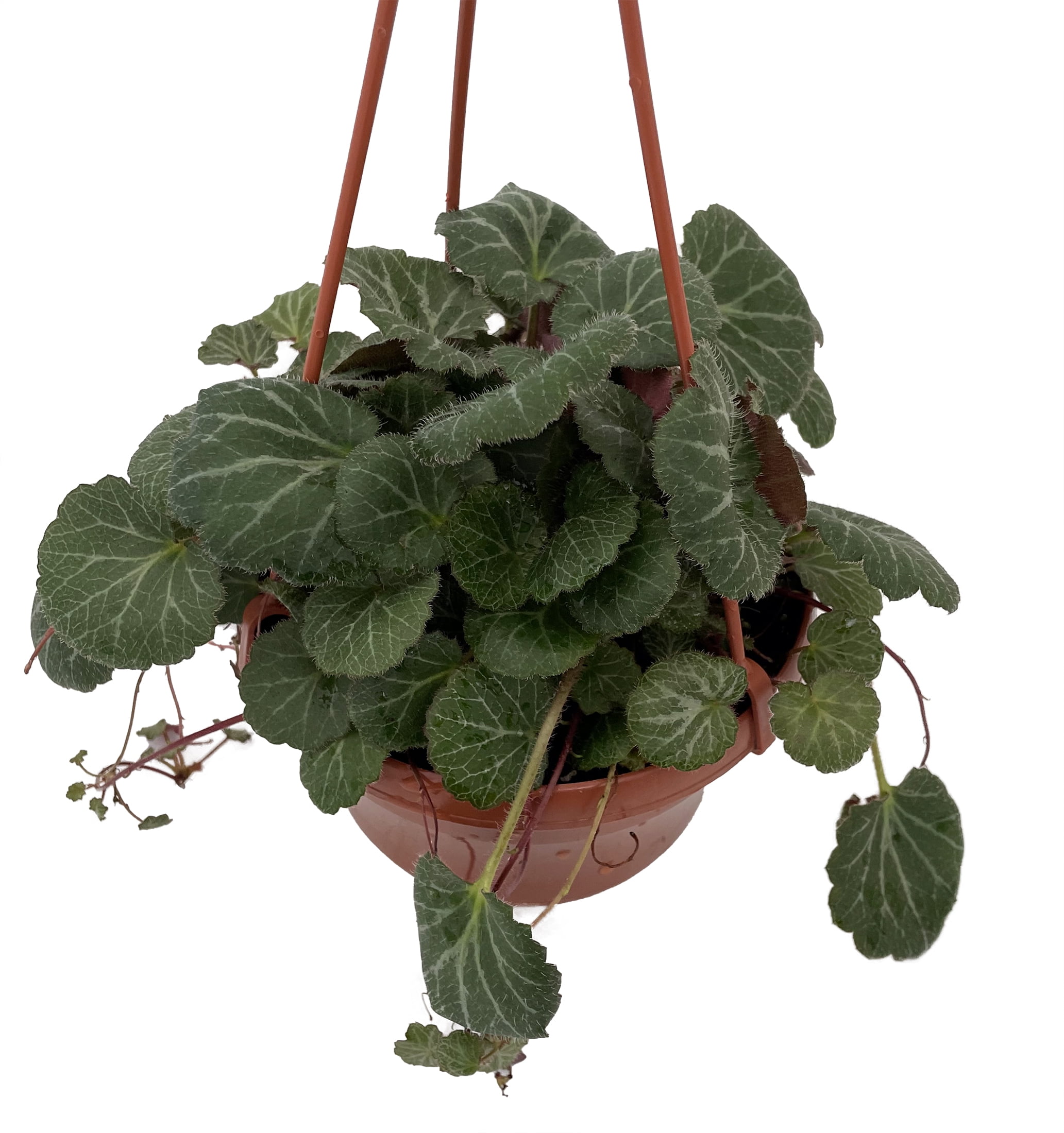 Strawberry Begonia Plant - 6" Hanging Basket - Saxifraga - Easy House ...