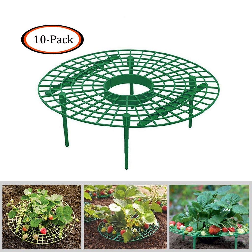 Strawberry Cage Protection, Strawberry Plant Stand, Strawberry Planting ...