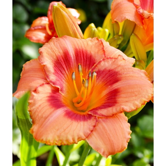 Day Lilies