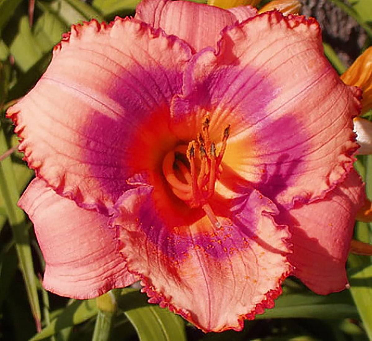 Strawberry Candy Daylily Perennial - Hemerocallis - 4" Pot - Walmart.com