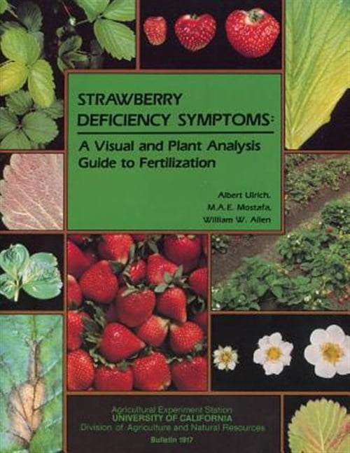 Pre-Owned Strawberry Deficiency Symptoms: A Visual and Plant Analysis ...