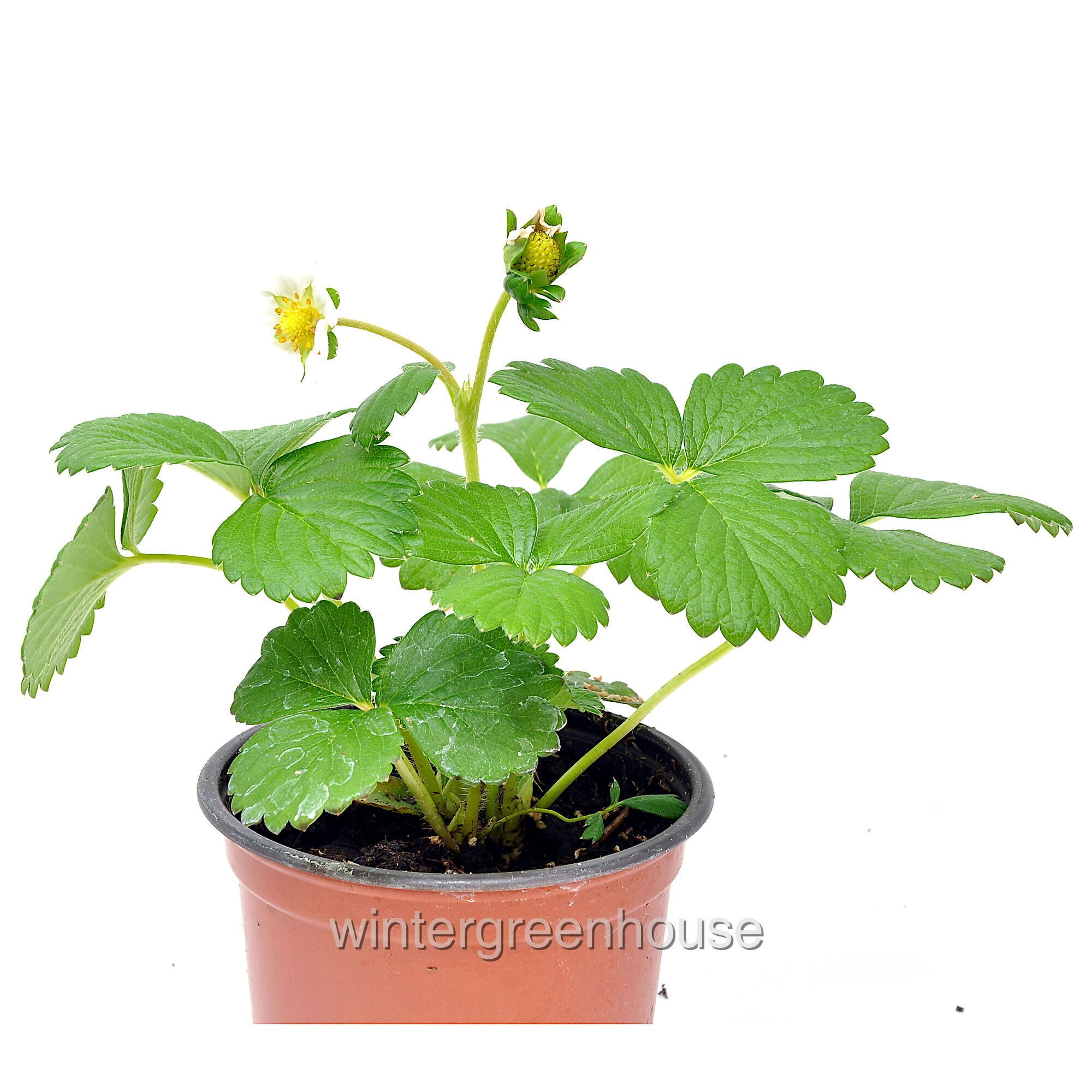 Strawberry 'Delizz' Ornamental And Edible Fragaria, Strawberry - Pot ...