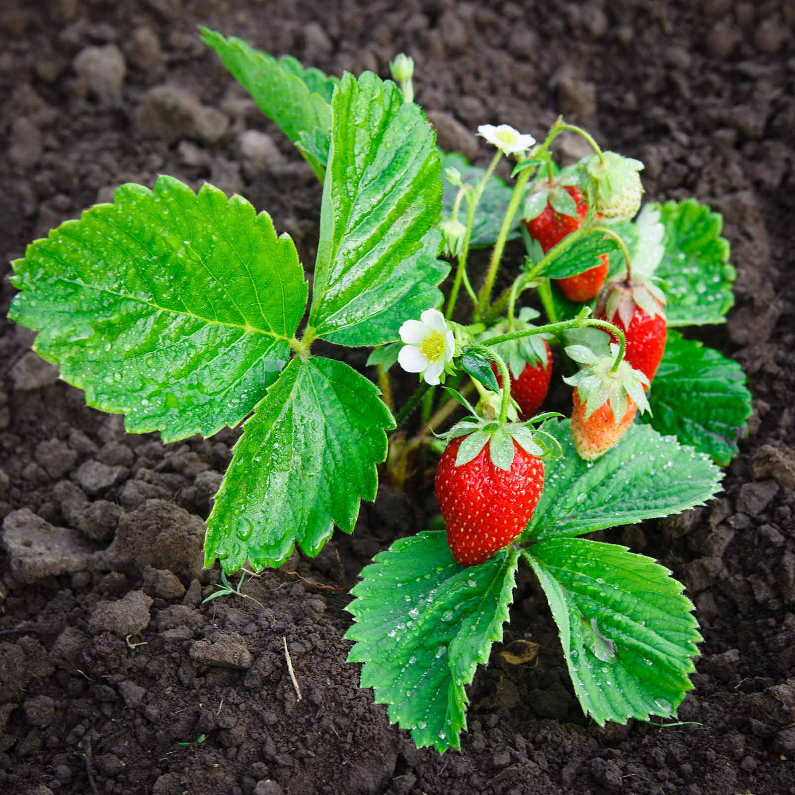Mountain Valley Seed Company, 100 Strawberry Plant Seeds, Fruit ...