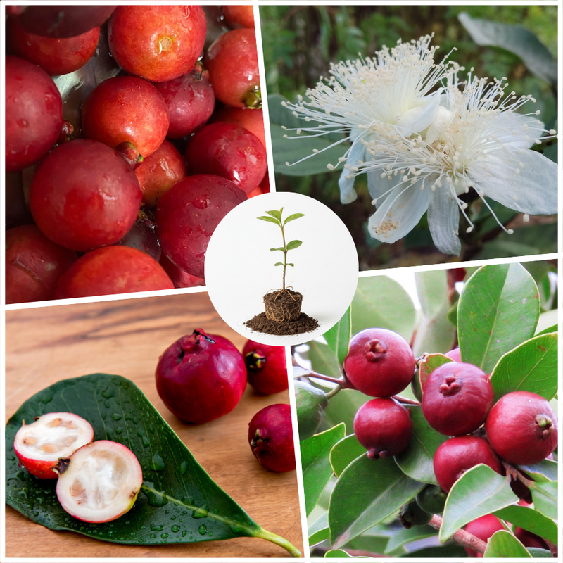 Strawberry Guava Tree Live Plant, Red Guava Plant, 4 to 6 Inches Height ...
