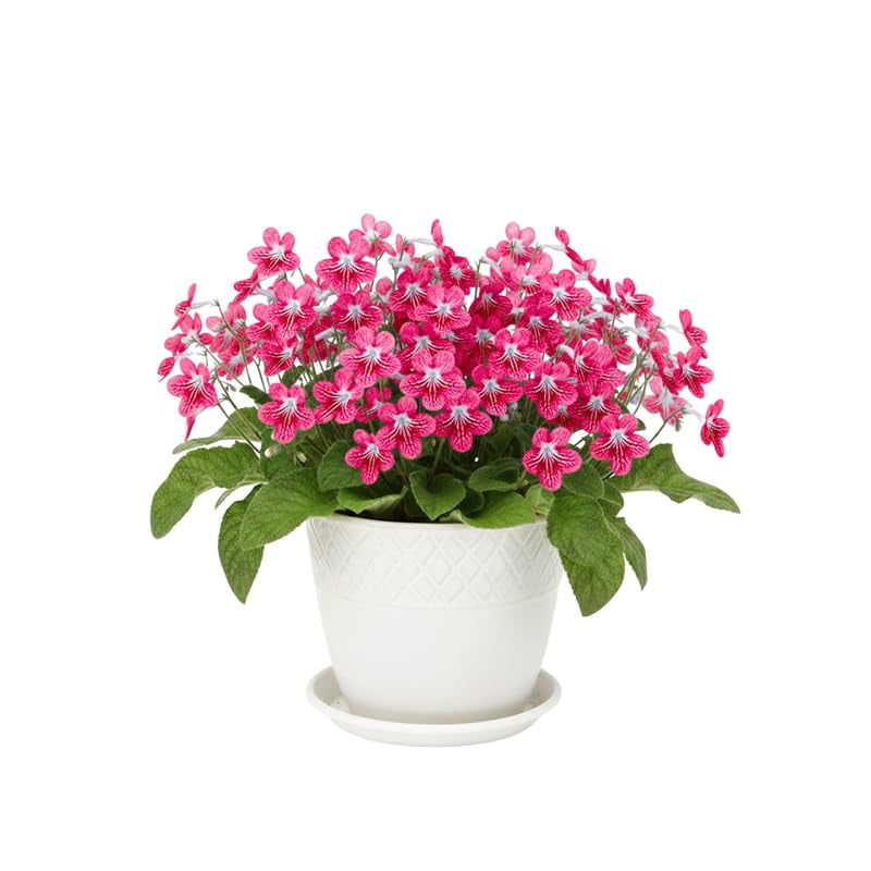 Strawberry Ice Streptocarpus Plant Live, Ladyslipper Primrose Flowering ...