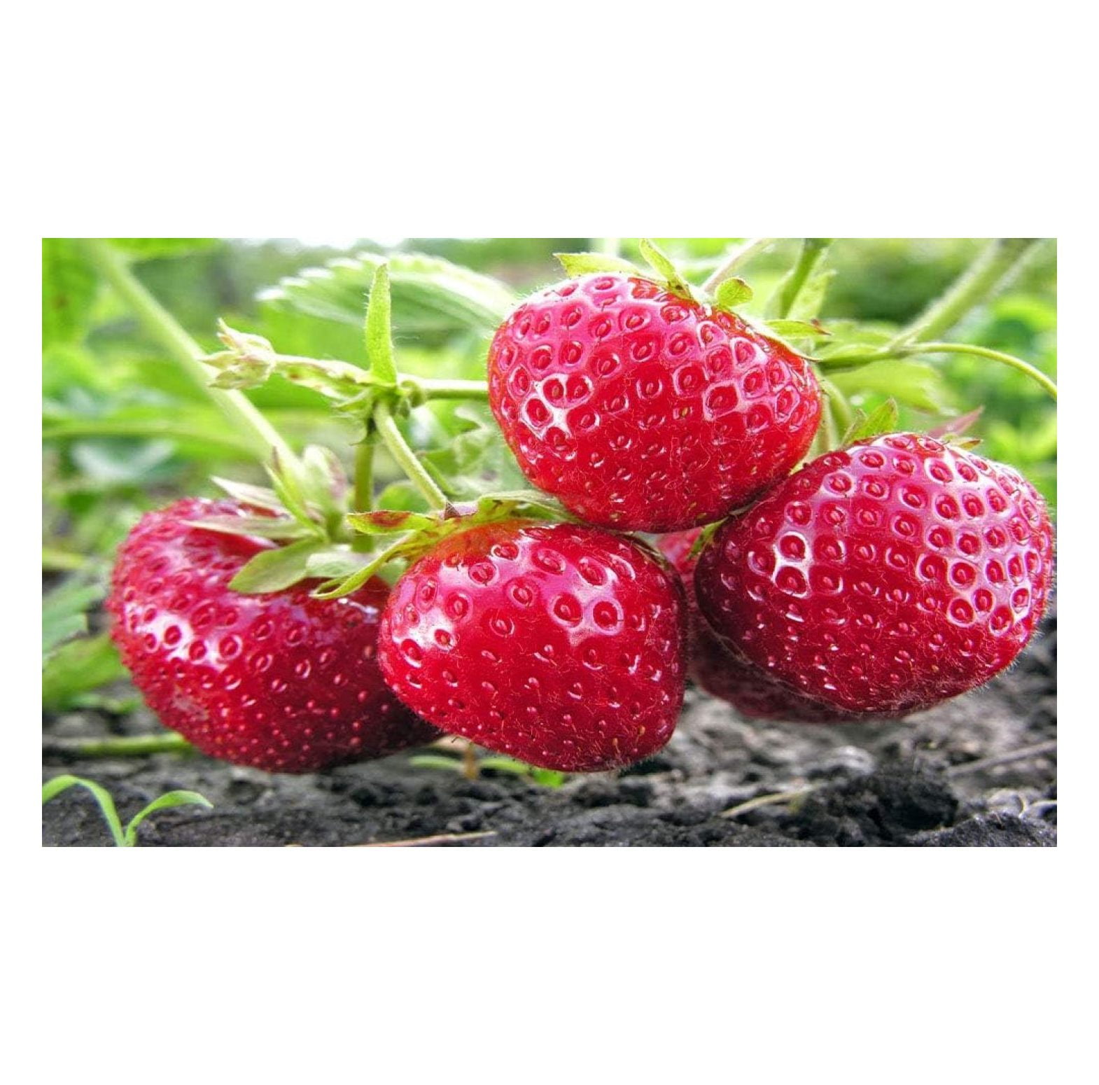 Strawberry Island-20 Chandler Strawberry Plants (pack of 20 Roots for ...