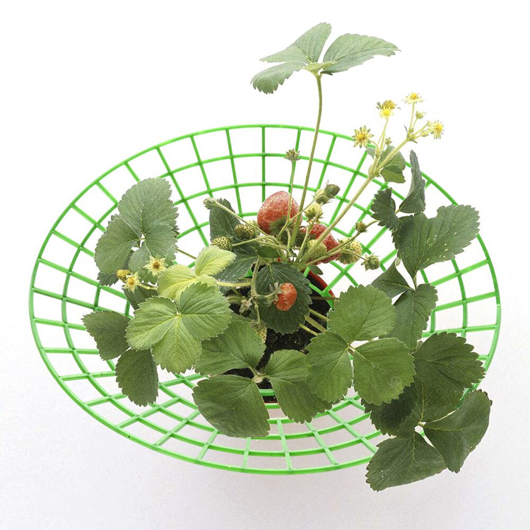 Strawberry Plant Supports, Strawberry Growing Racks, Strawberry Growing ...
