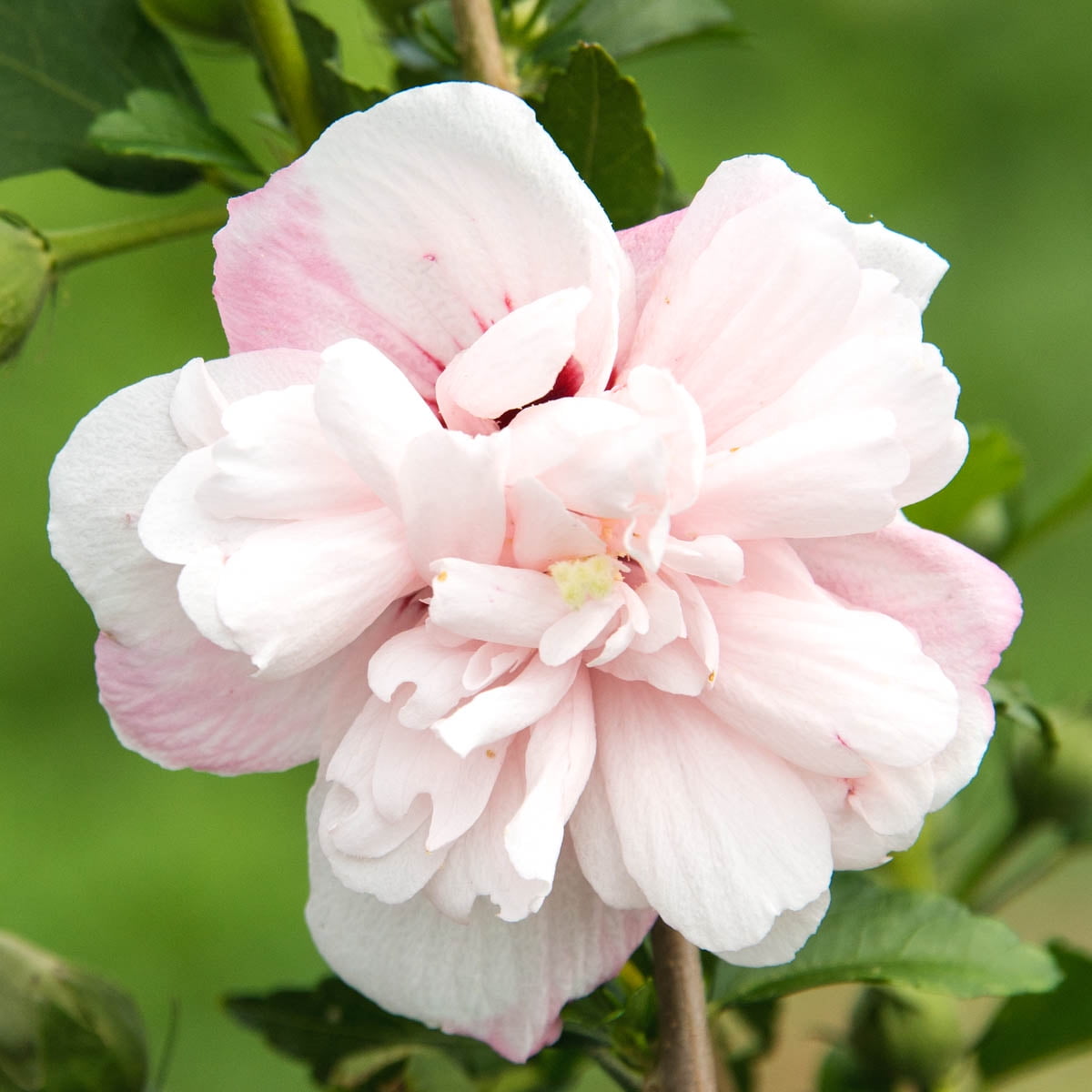 Strawberry Smoothie Hibiscus (Althea) 2.50 Qt. Potted Flowering Shrub ...