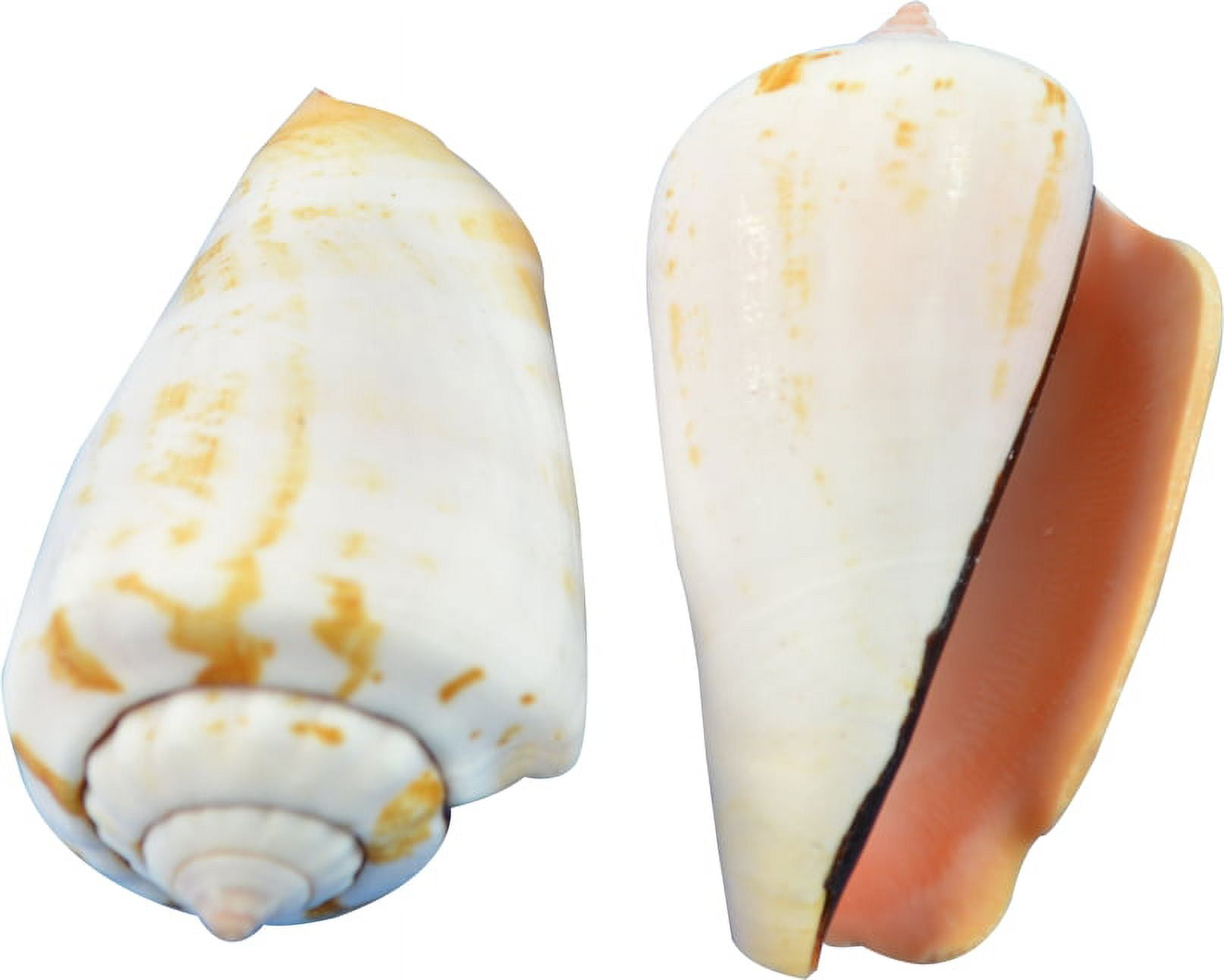 Strawberry Strombus Bulk Craft Seashells Bag of Shells 2-2.5" (1 Gallon ...