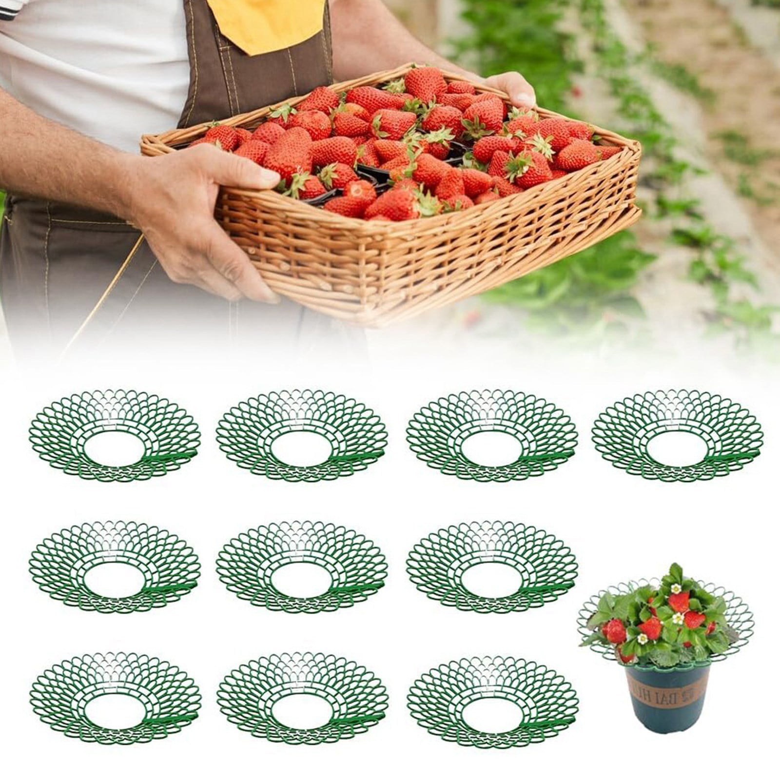 Strawberry Support 2024 New Strawberry Supports Stand Strawberry ...