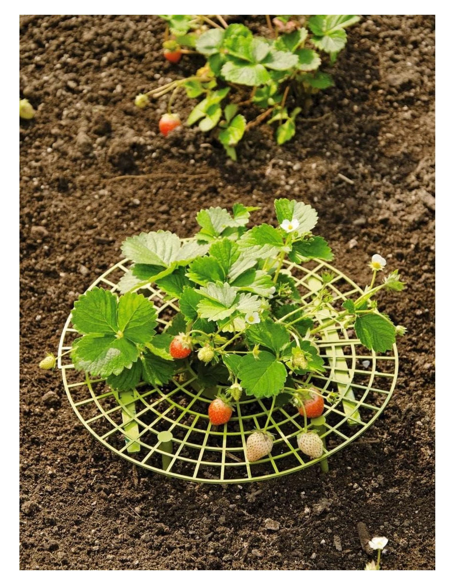Strawberry Supports | Easy to Install Strawberry Plant Support ...