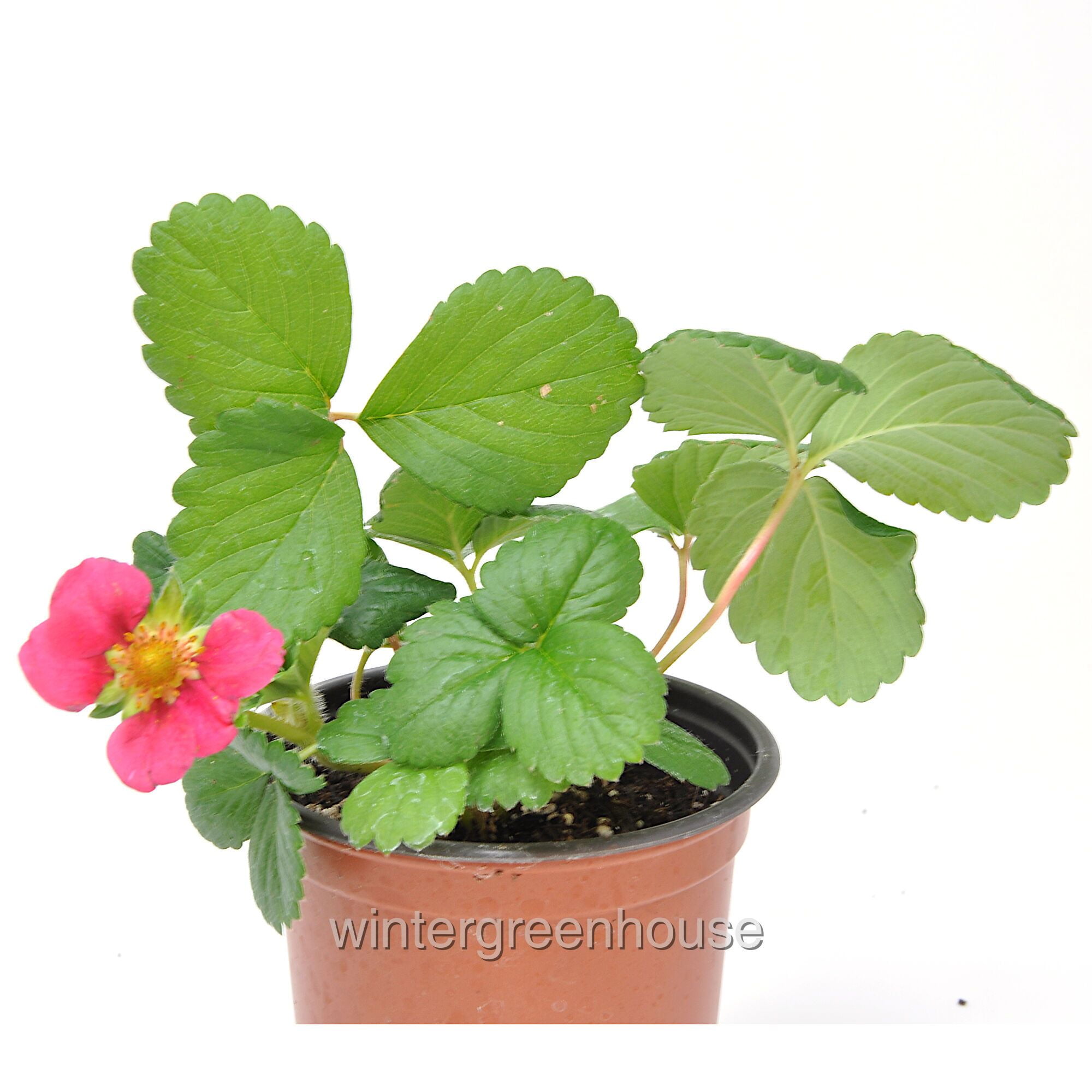 Strawberry Toscana, Ornamental And Edible Fragaria - Pot Size: 3" (2 ...