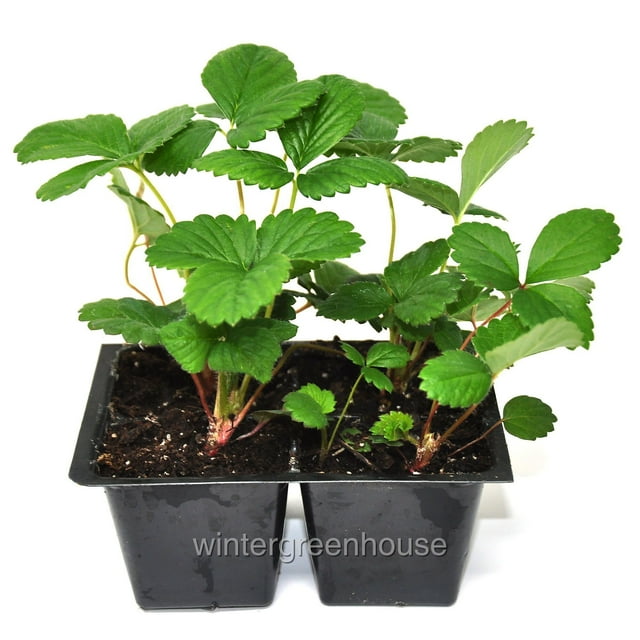 Strawberry Toscana, Toscana, Ornamental And Edible Fragaria - Pot Size ...