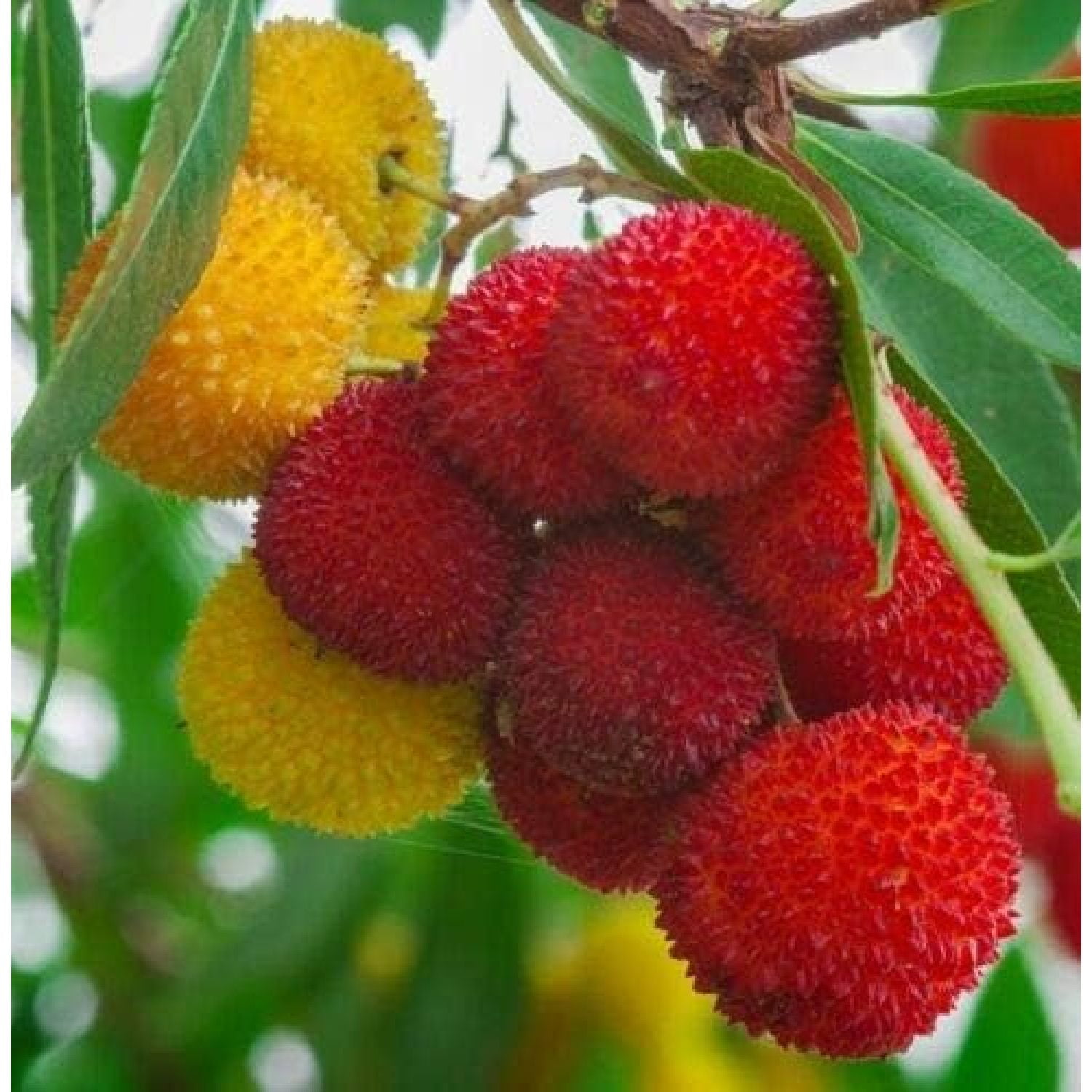 Ulareyoy Strawberry Tree Plant Seeds, Rare Exotic Fruit, Flowering ...