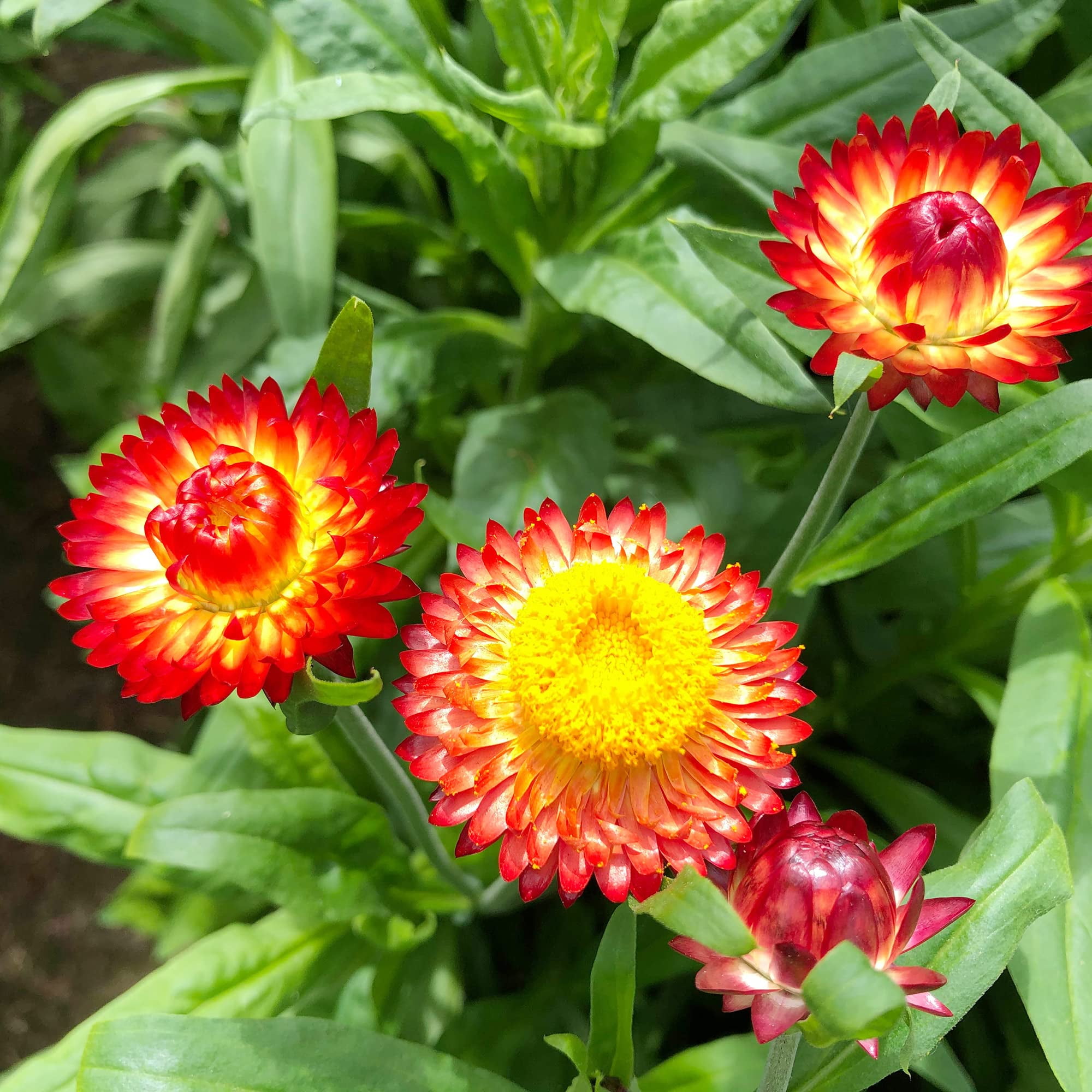 Strawflower Seeds Everlasting SCH4 Flower Perennial Annual Cut Flowers ...