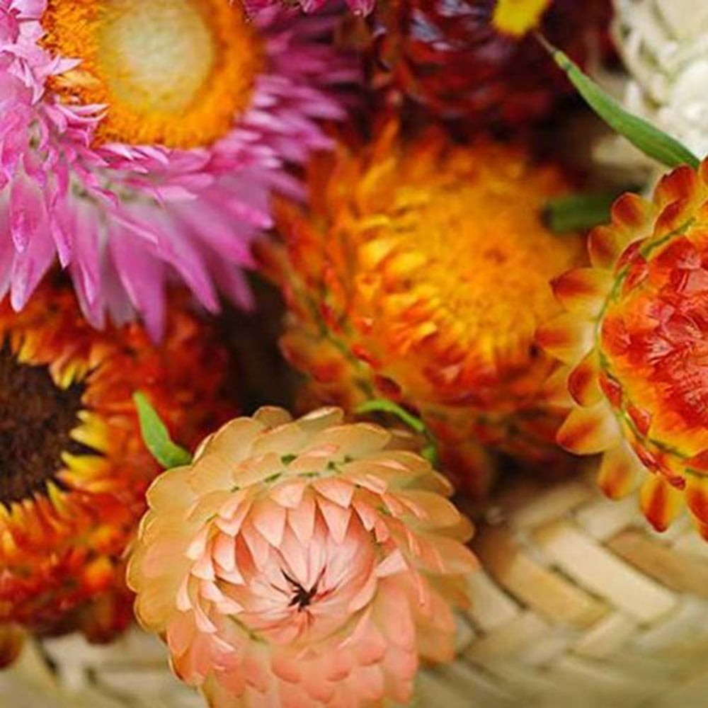 Strawflower Tall Double Mix Seeds 500ct- Vibrant Everlasting Blooms ...