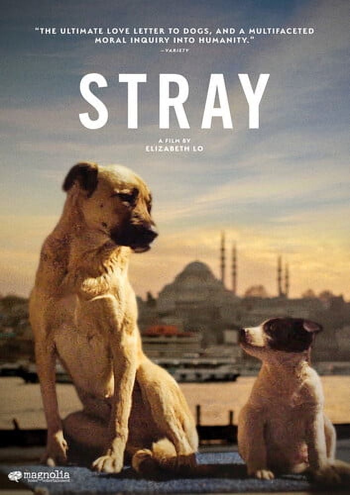 Stray (DVD), Magnolia Home Ent, Documentary - Walmart.com