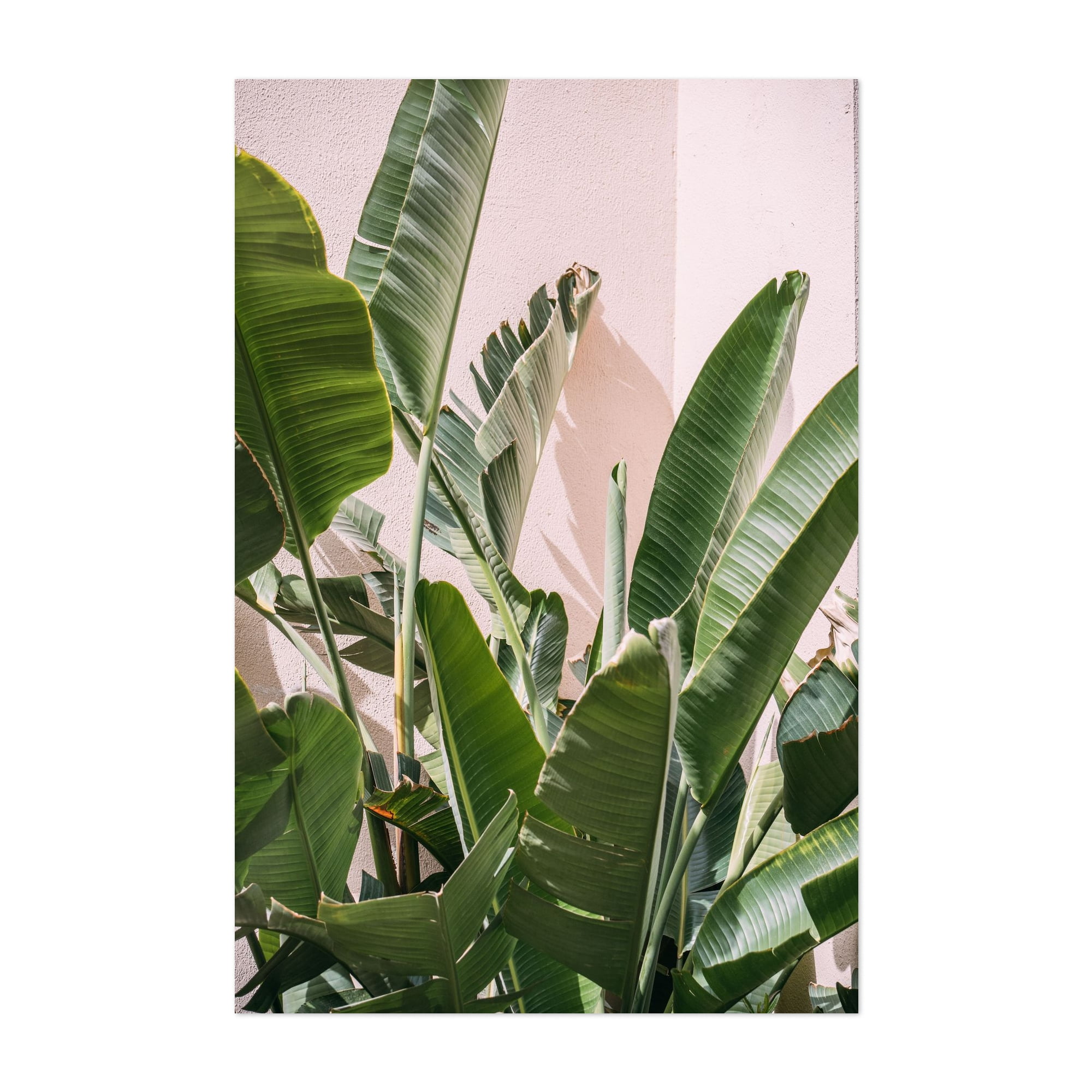 Strelitzia Palm Tree Leaves - Marrakesh Marrakesh-Safi Morocco ...