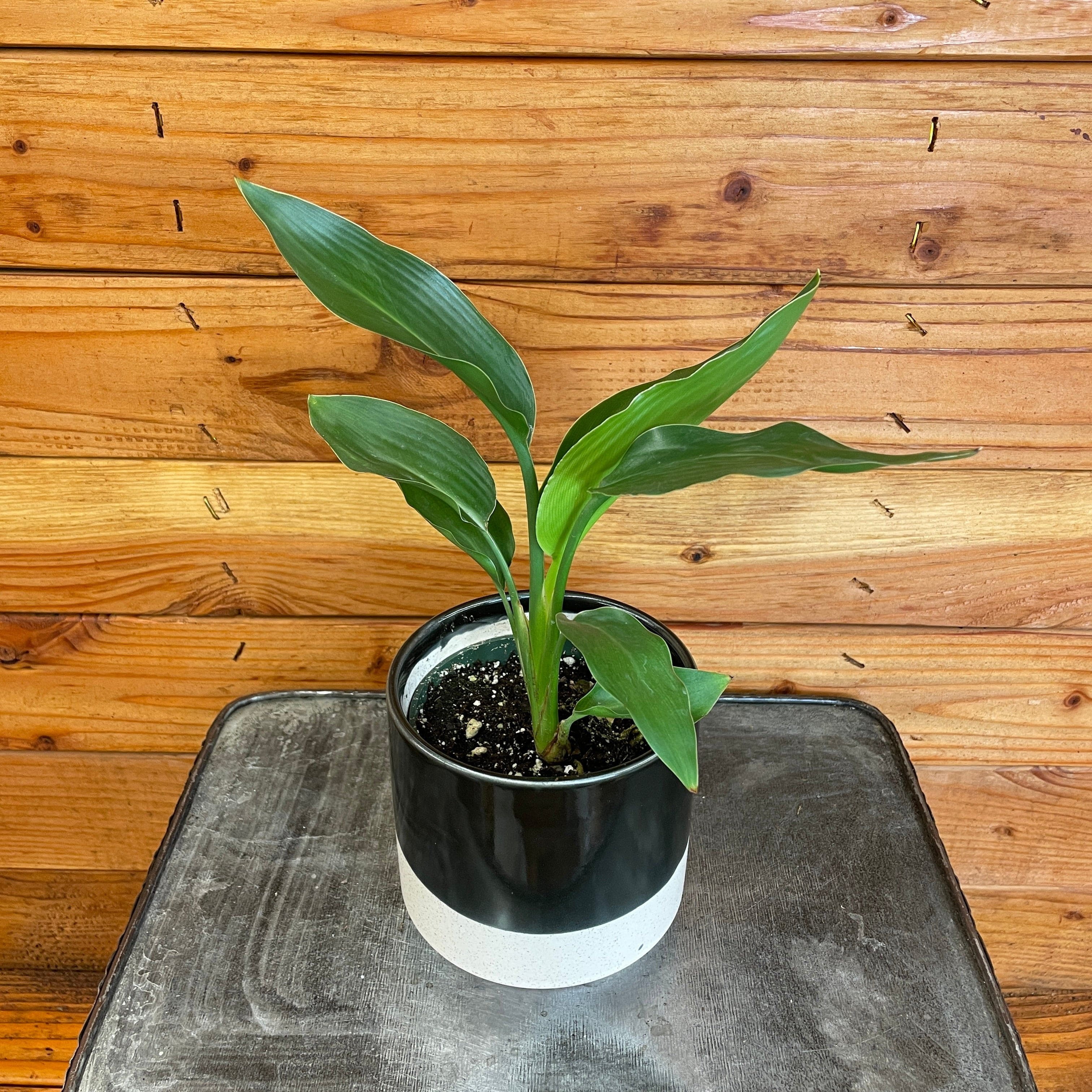 Strelitzia Yellow Bird of Paradise, 4" Plant, The Plant Farm - Walmart.com