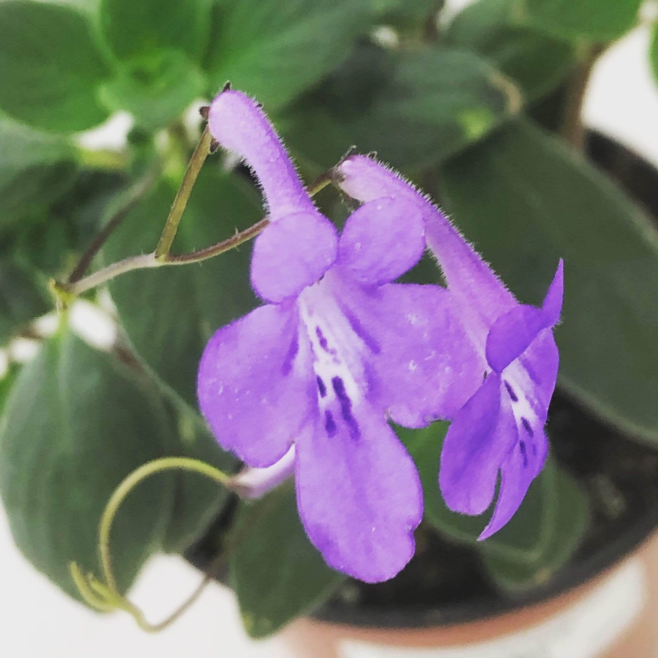 Streptocarpella Concord Blue, 2" Plant, The Plant Farm - Walmart.com