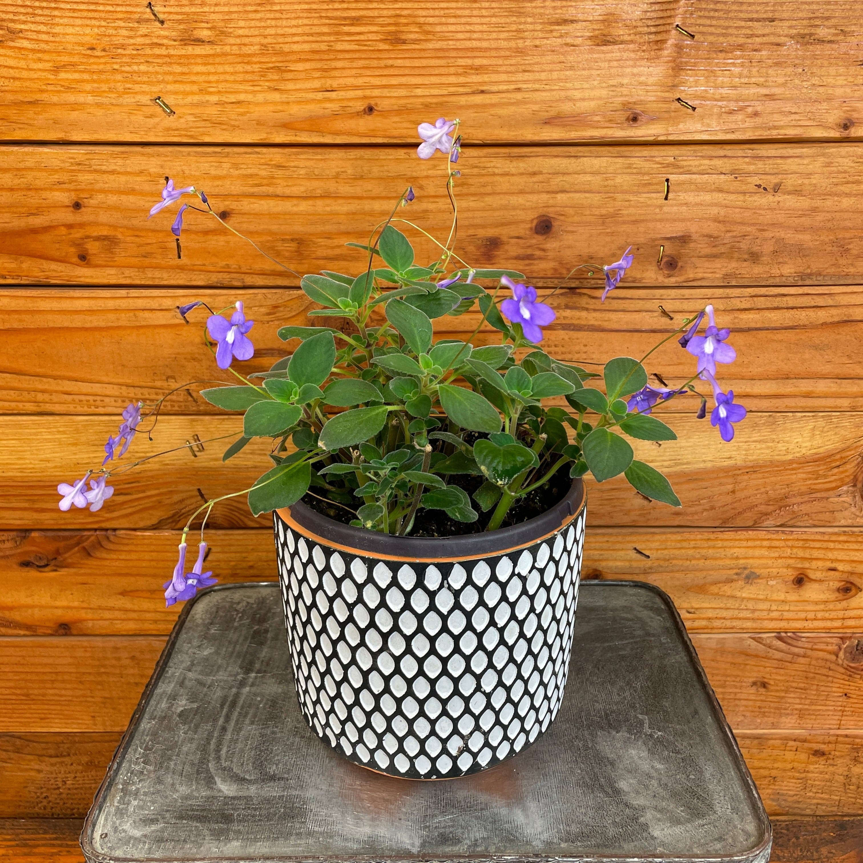 Streptocarpella Concord Blue, 6" Plant, The Plant Farm - Walmart.com