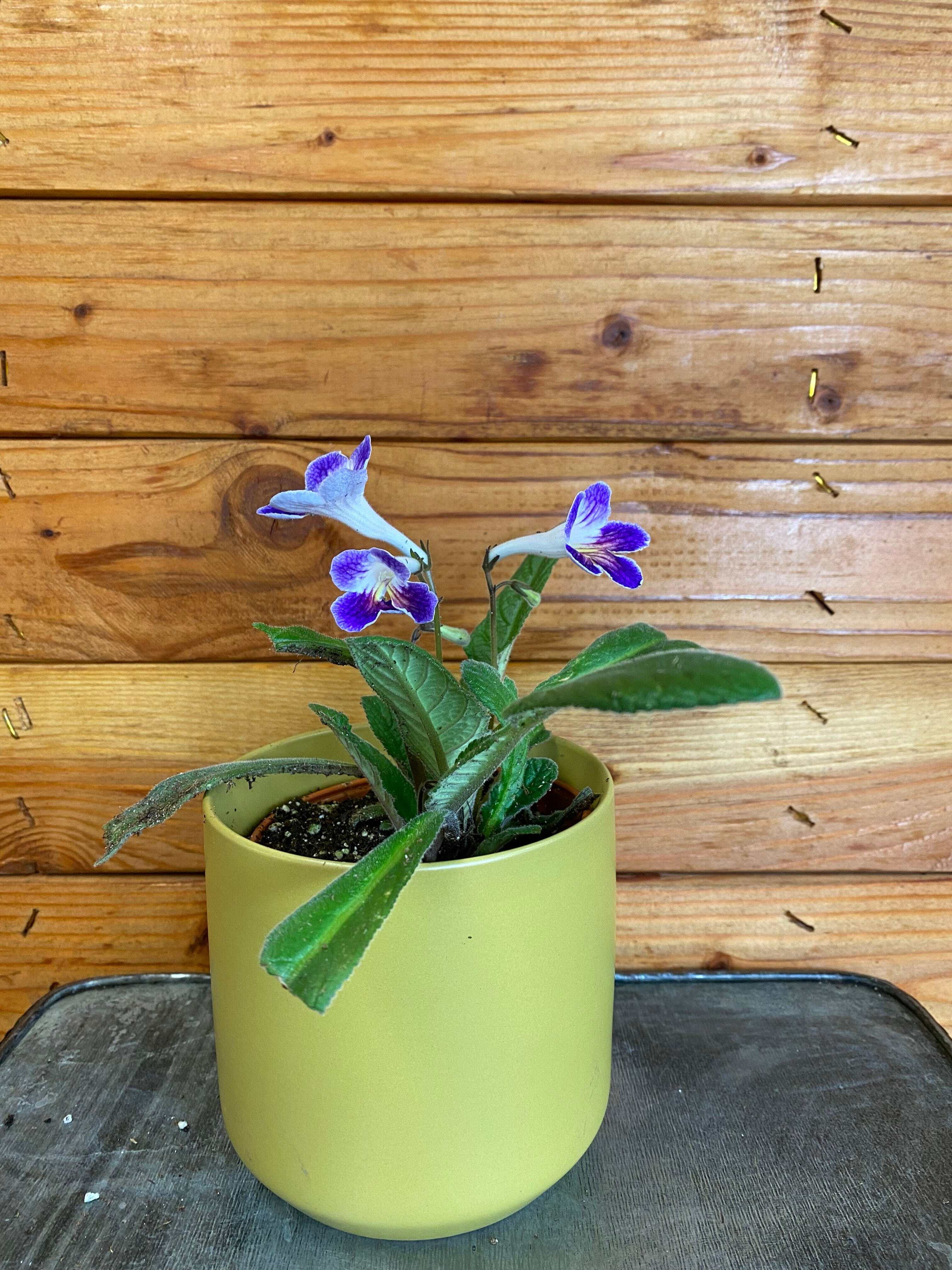 Streptocarpus Azure, 4" Plant , The Plant Farm - Walmart.com
