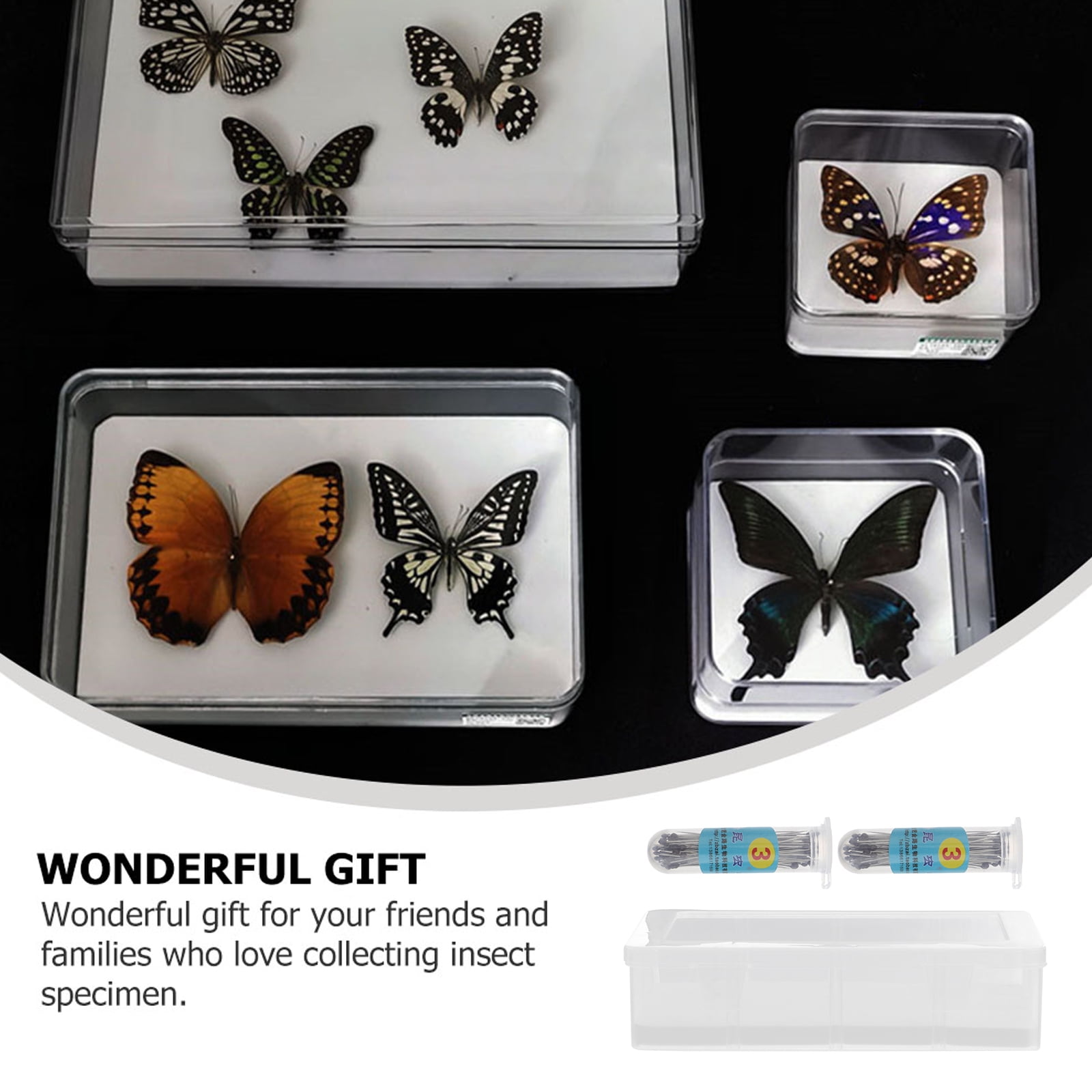 Stri 1 Set Specimen Box Insect Specimen Display Kit Plant Specimen Box ...