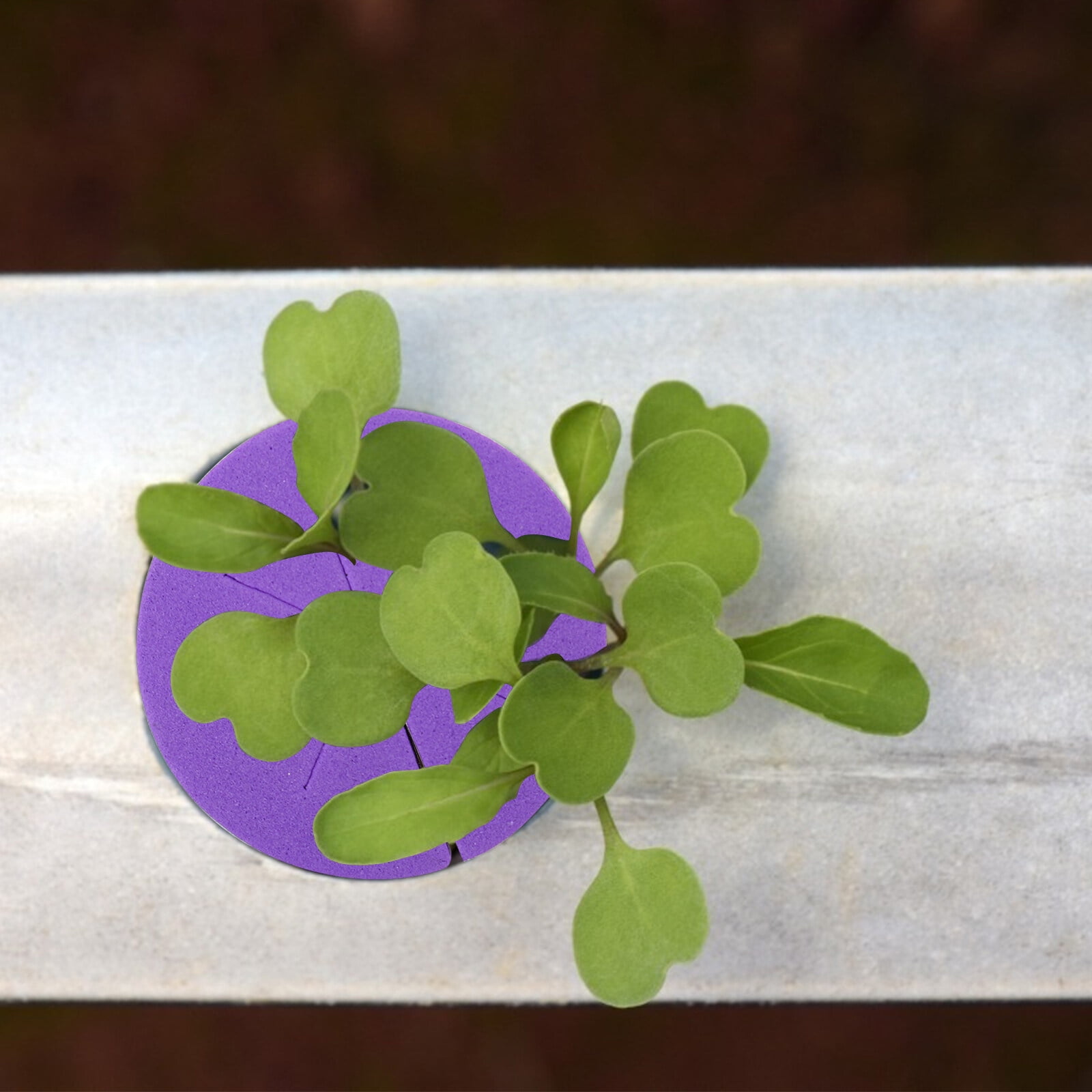 OUNONA Garden Clone Collars for Plant Use Assorted Color EVA Sponge ...