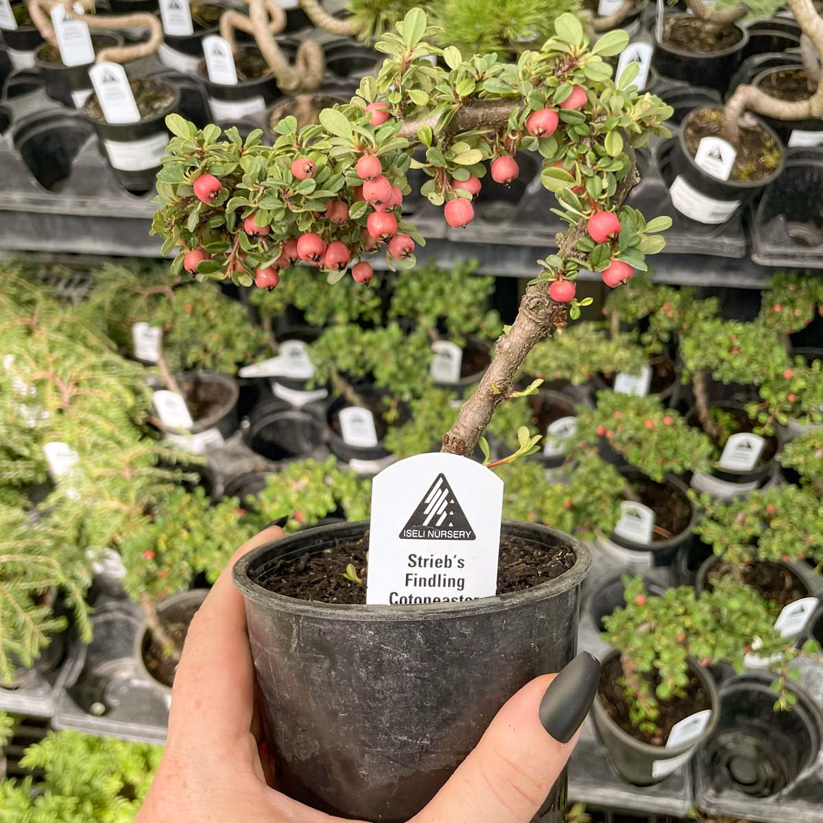 Strieb's Findling Espalier Cotoneaster- Live Bonsai Starter Plant - 4 ...