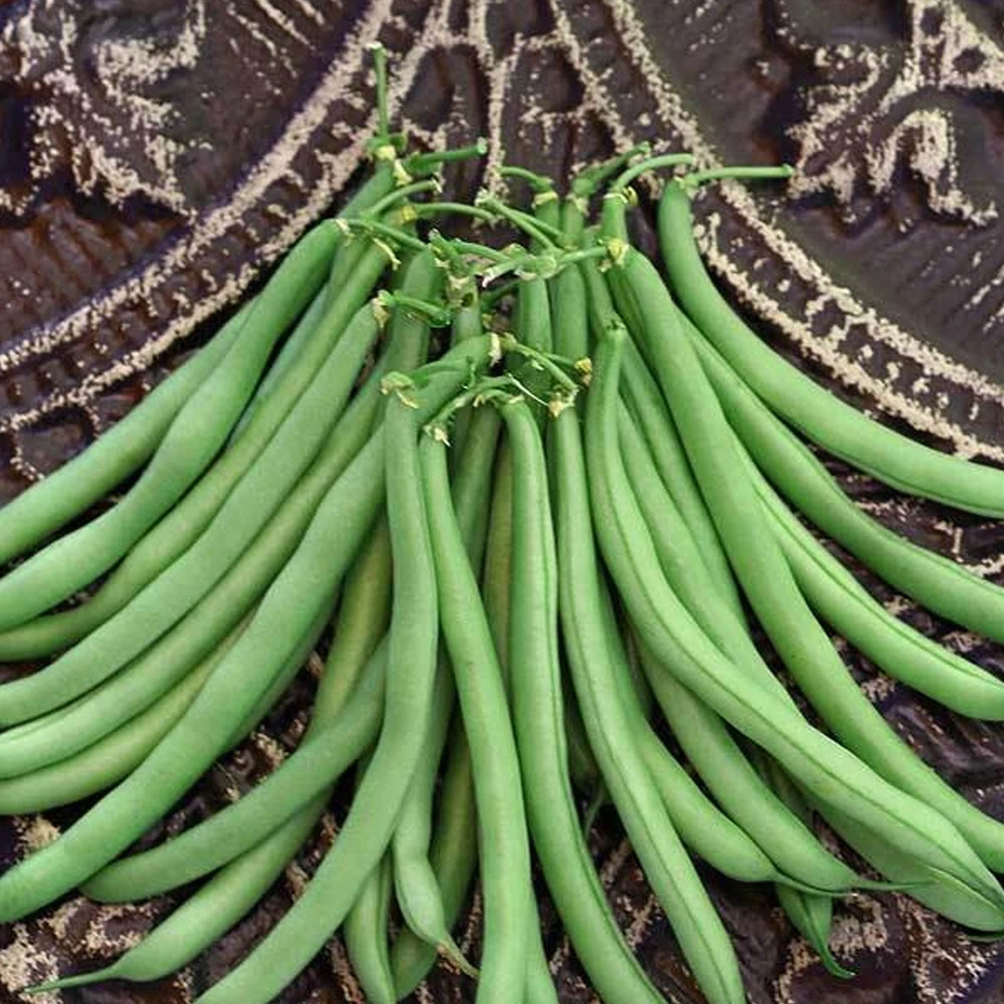 Strike Bush Beans - 1 LB ~1,600 Seeds - Heirloom, Open Pollinated, Non ...