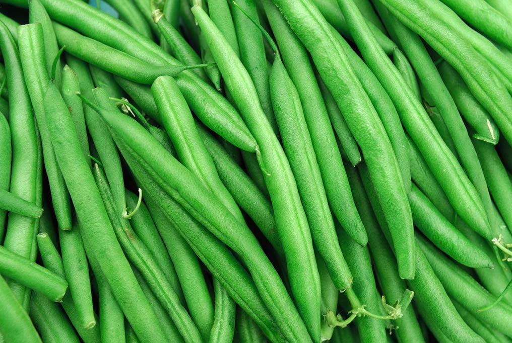Walmart's Blue Lake String Bean Bush | 50+ Non-GMO, Heirloom Seeds ...