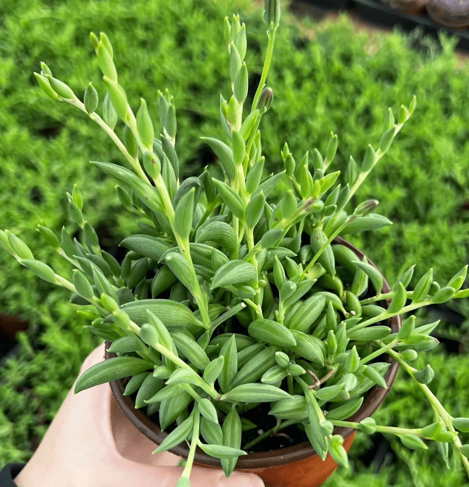 String Of Bananas Plant Live for Planting - Banana Vine Plant ...