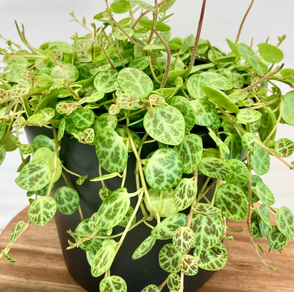 String of Turtles Live Plant for Planting in 2 Inch Pot, Live String of ...