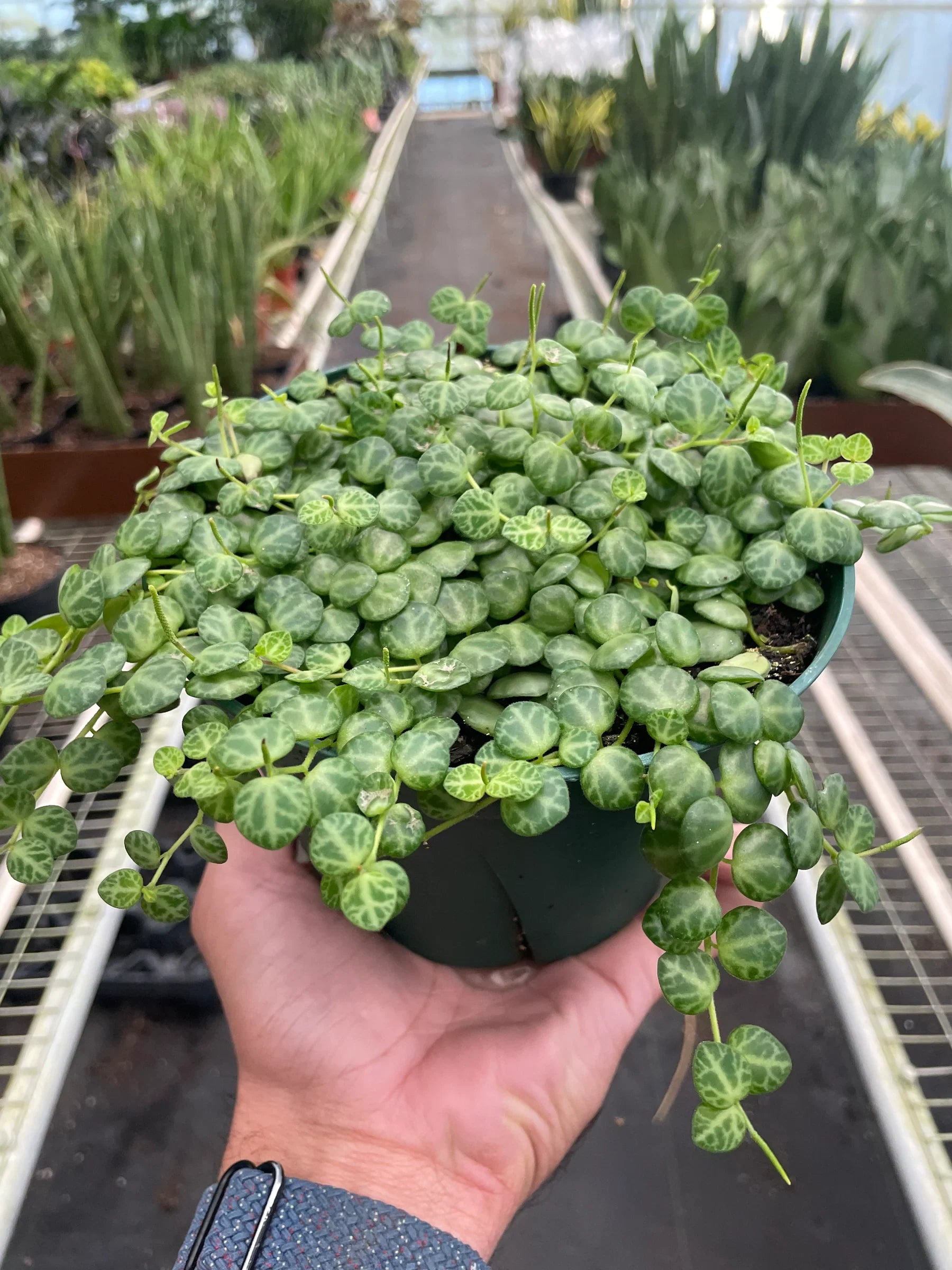 String of Turtles Succulent - Live Air-Purifying Indoor Plant in ...