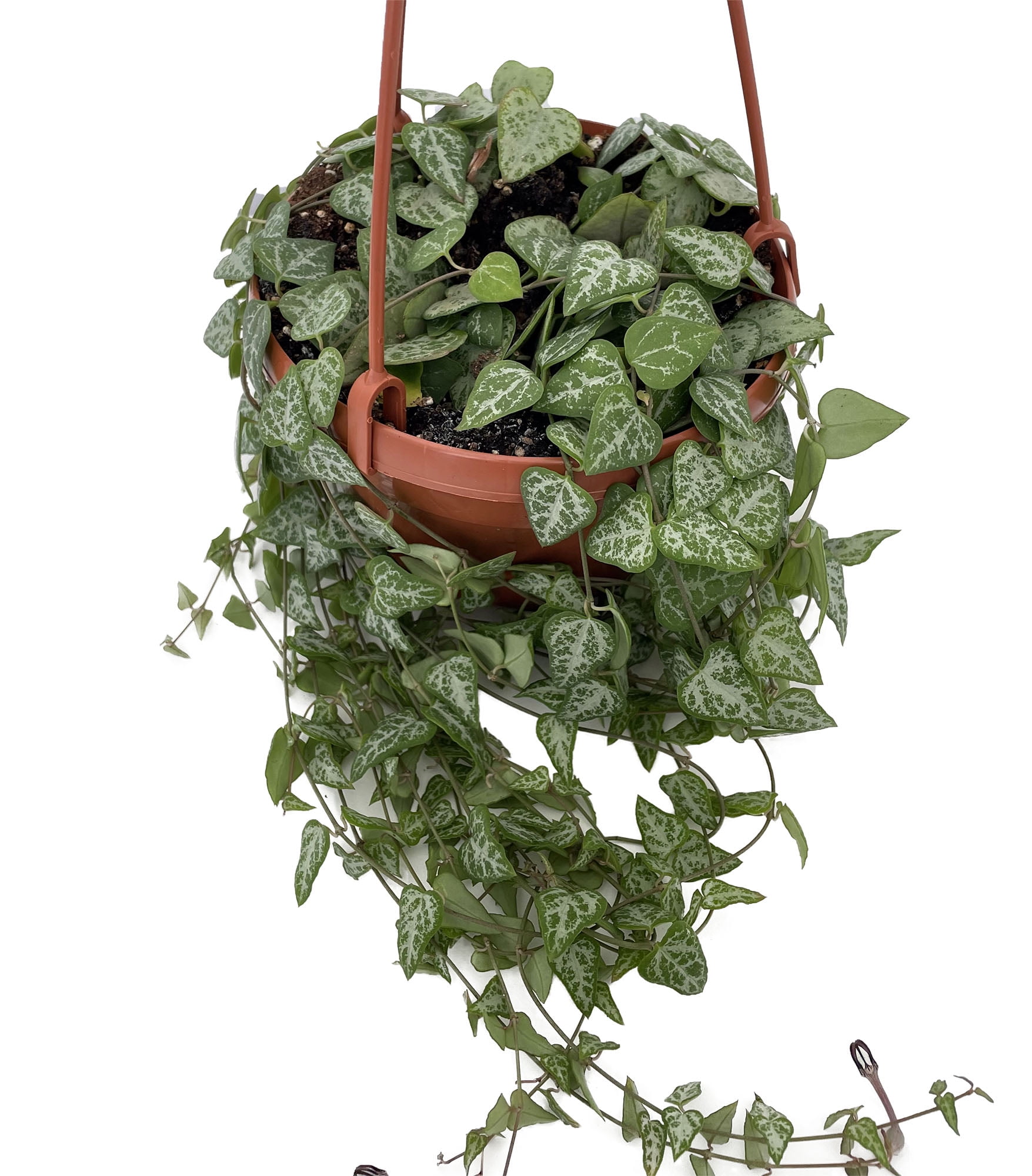 String of Arrows - Ceropegia woodii- 6" Hanging Basket -Collector's ...