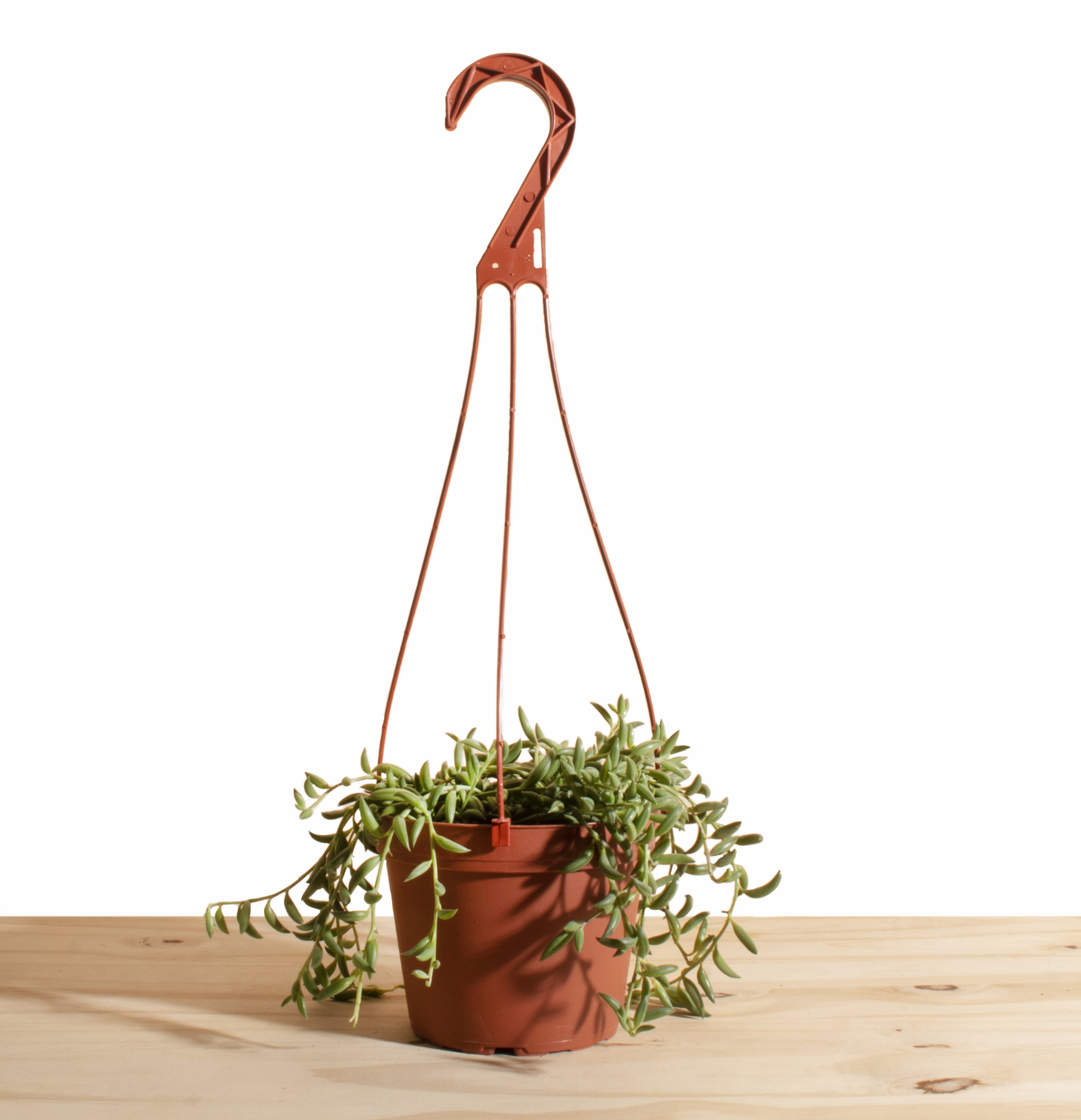 String of Bananas Hanging Succulent in 6" Grower Pot - Walmart.com