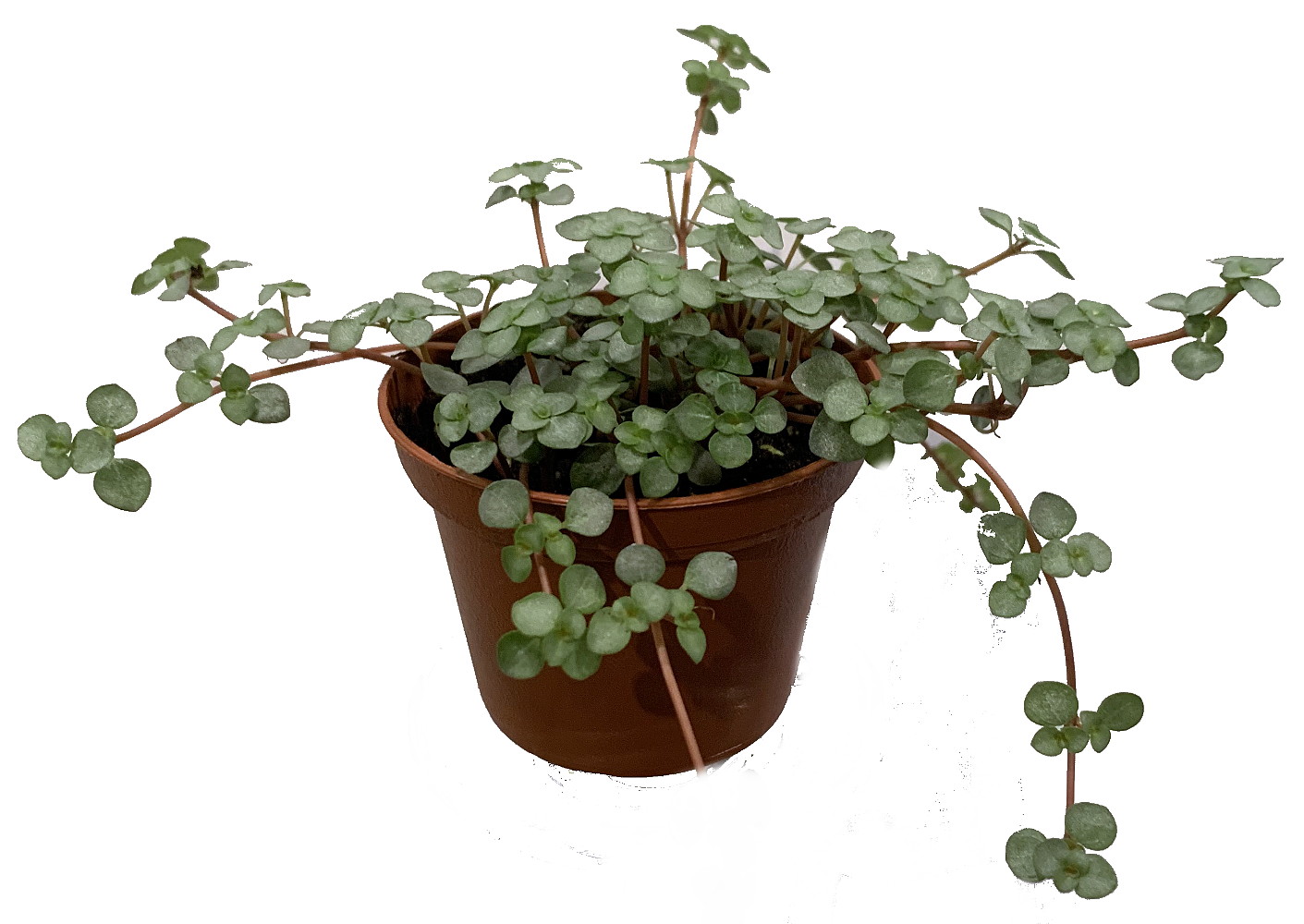 LIVE Pilea glauca - String of Blue Moons Indoor Plant - 2.5" Pot - Easy ...