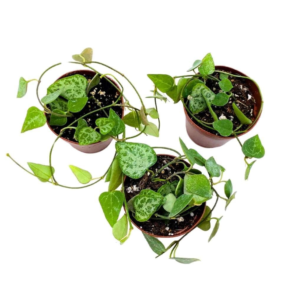 String of Hearts, 2 inch Set of 3, Ceropegia woodii Tiny Mini Pixie ...