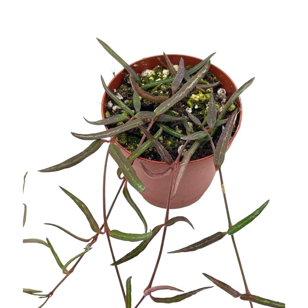 String of Needles, Ceropegia Linearis in 2 inch Pot Super Cute Great ...