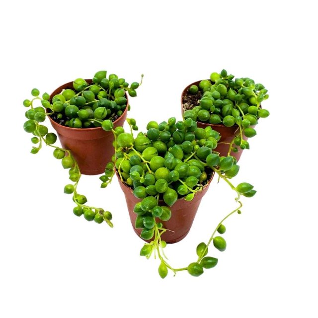 String of Pearls, 2 inch Set of 3, Curio rowleyanus Peas Tiny Mini ...