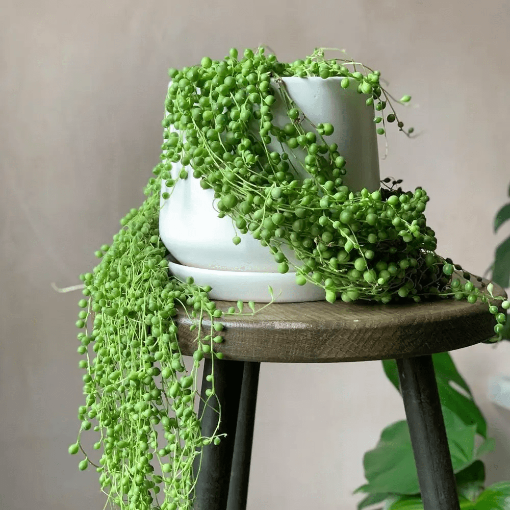 String of Pearls Live Plant 2'' Pot, Trailing Succulent Plant, Hanging ...