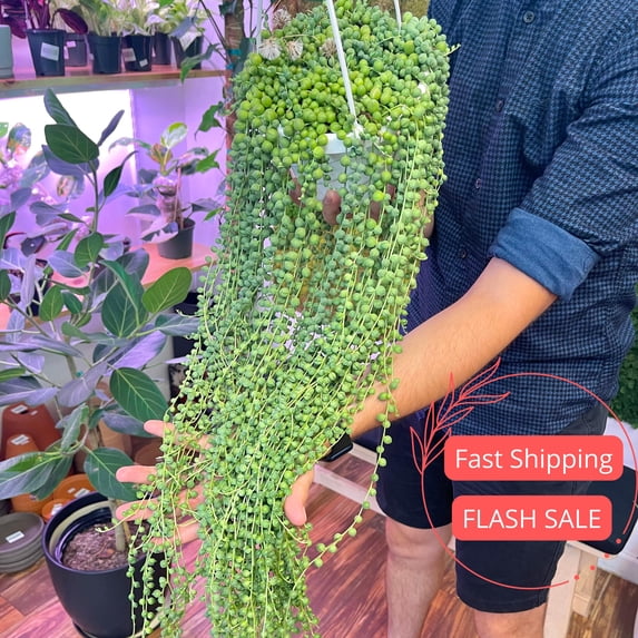 String of Pearls Live Plant | Strings of Things Succulent Plants | Rare ...