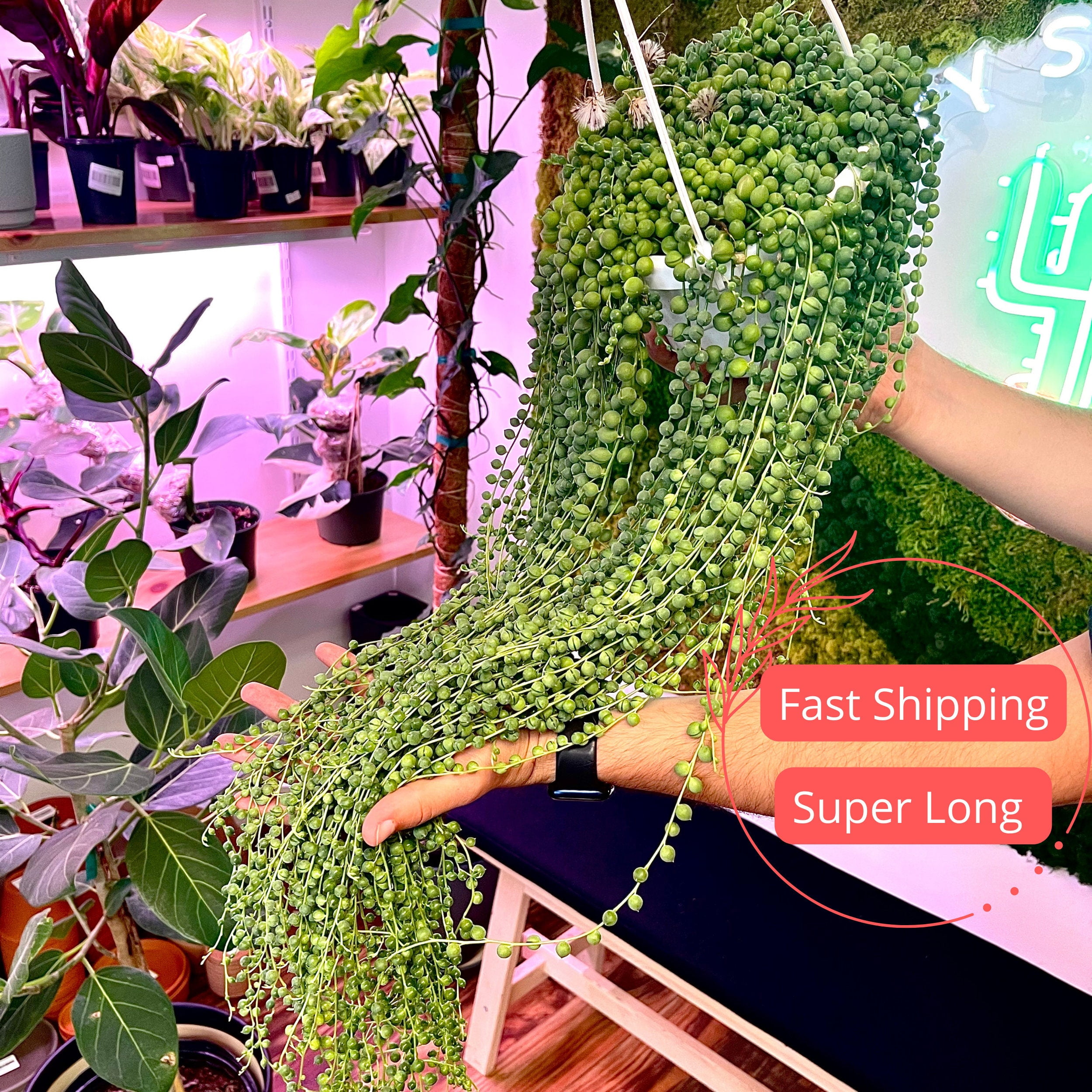 String of Pearls Live Plants | Long String of Pearls Starter Plant ...
