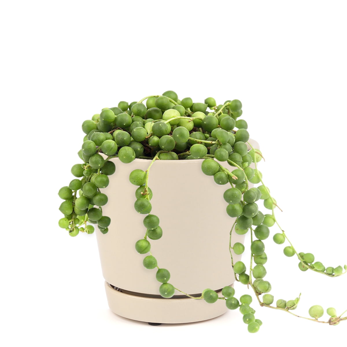 String of Pearls Senecio Rowleyanus Succulent (4"+ Minimalist Pot) - Hanging Trailing Succulent ...
