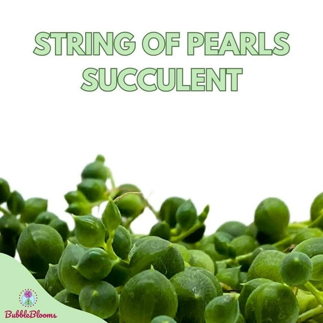 String of Pearls, Senecio rowleyanus, 4 inch String of Peas, String of ...
