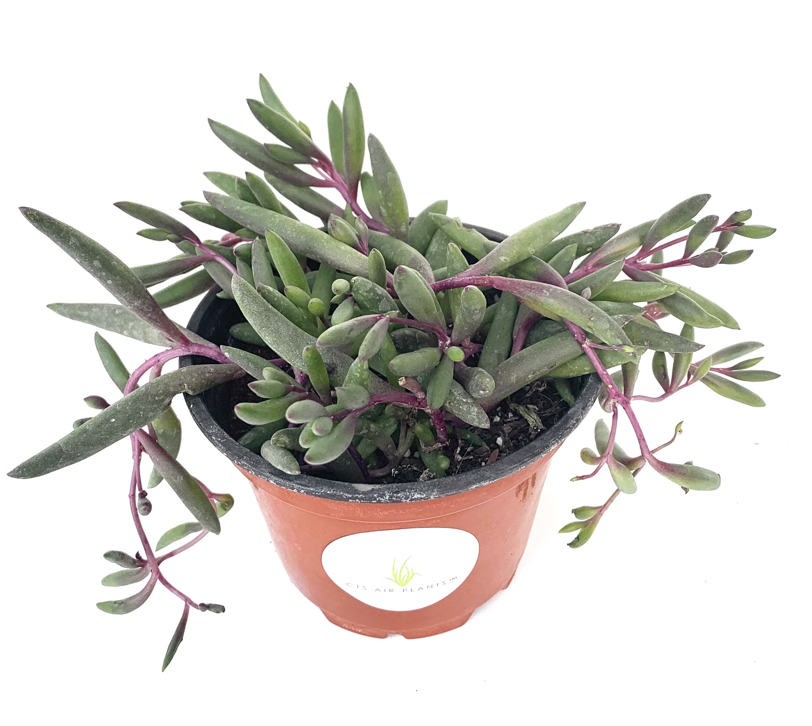 String of Pickles Succulents Ruby Beads Othonna Capensis, 4" Pot ...