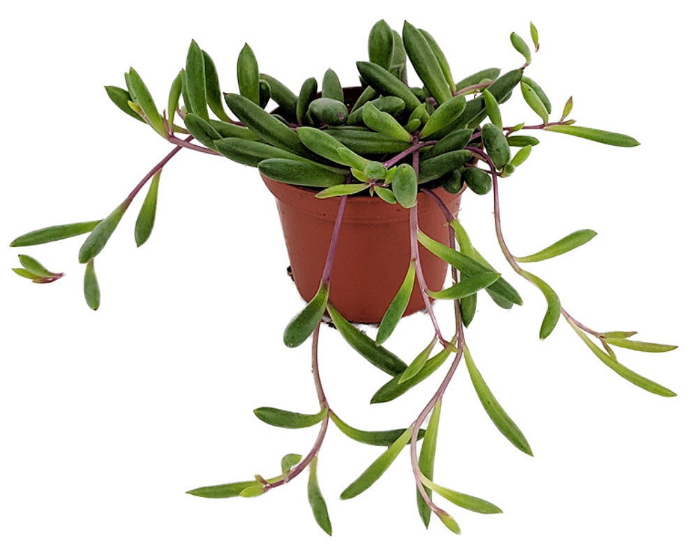 String of Rubies - Othonna capensis - Succulent Plant - 2.5" Pot ...
