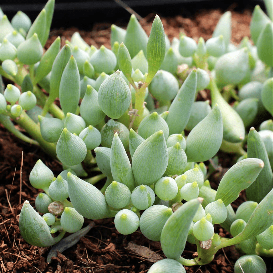 String of Tears Senecio Citriformis Succulent Live Plant 2 Inch for ...