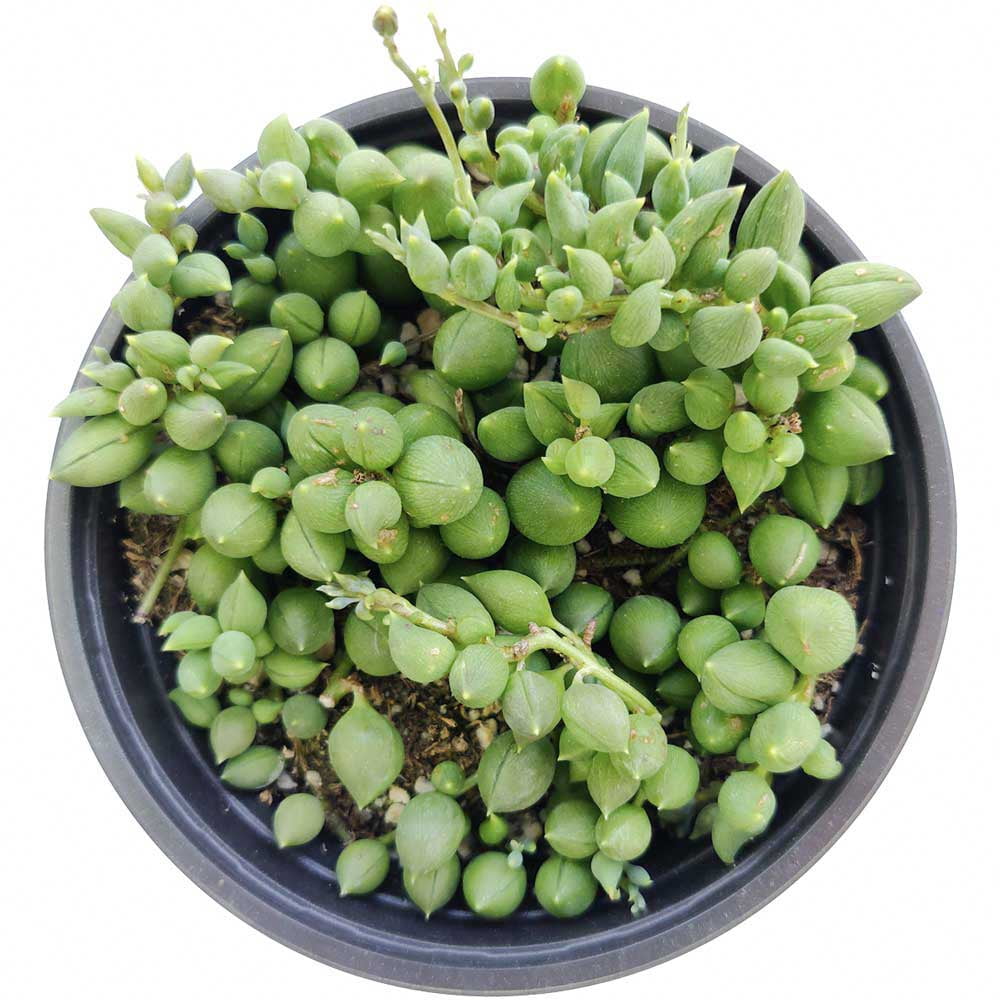 String of Tears Senecio Herreianus (6"+ Plastic Pot) - Best Succulent ...